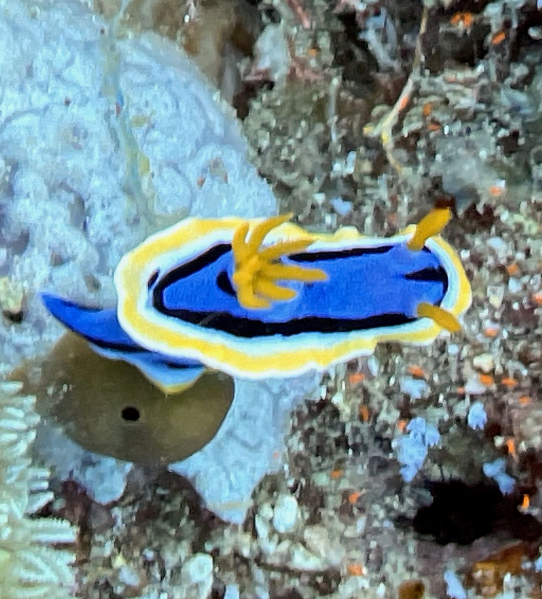 PADI Fish Identification – Carolina Dive Center